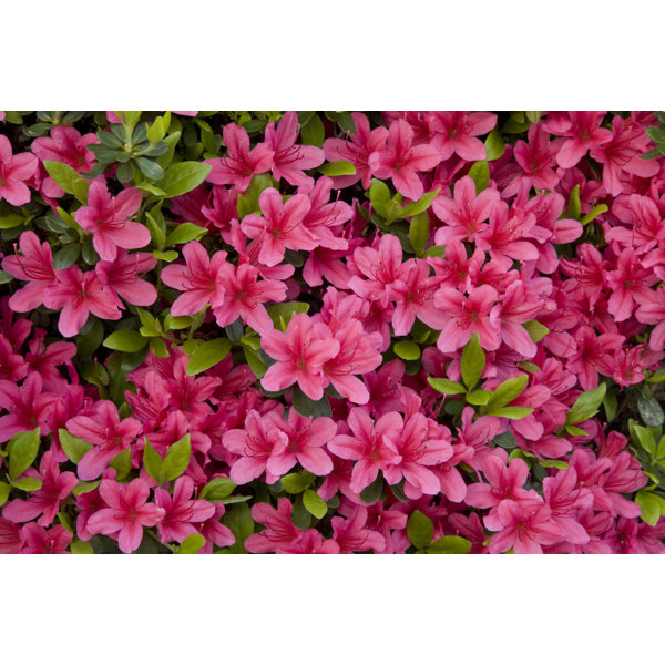17 Stories Azalea by Ooyoo - No Frame Art Prints on Canvas | Wayfair.co.uk